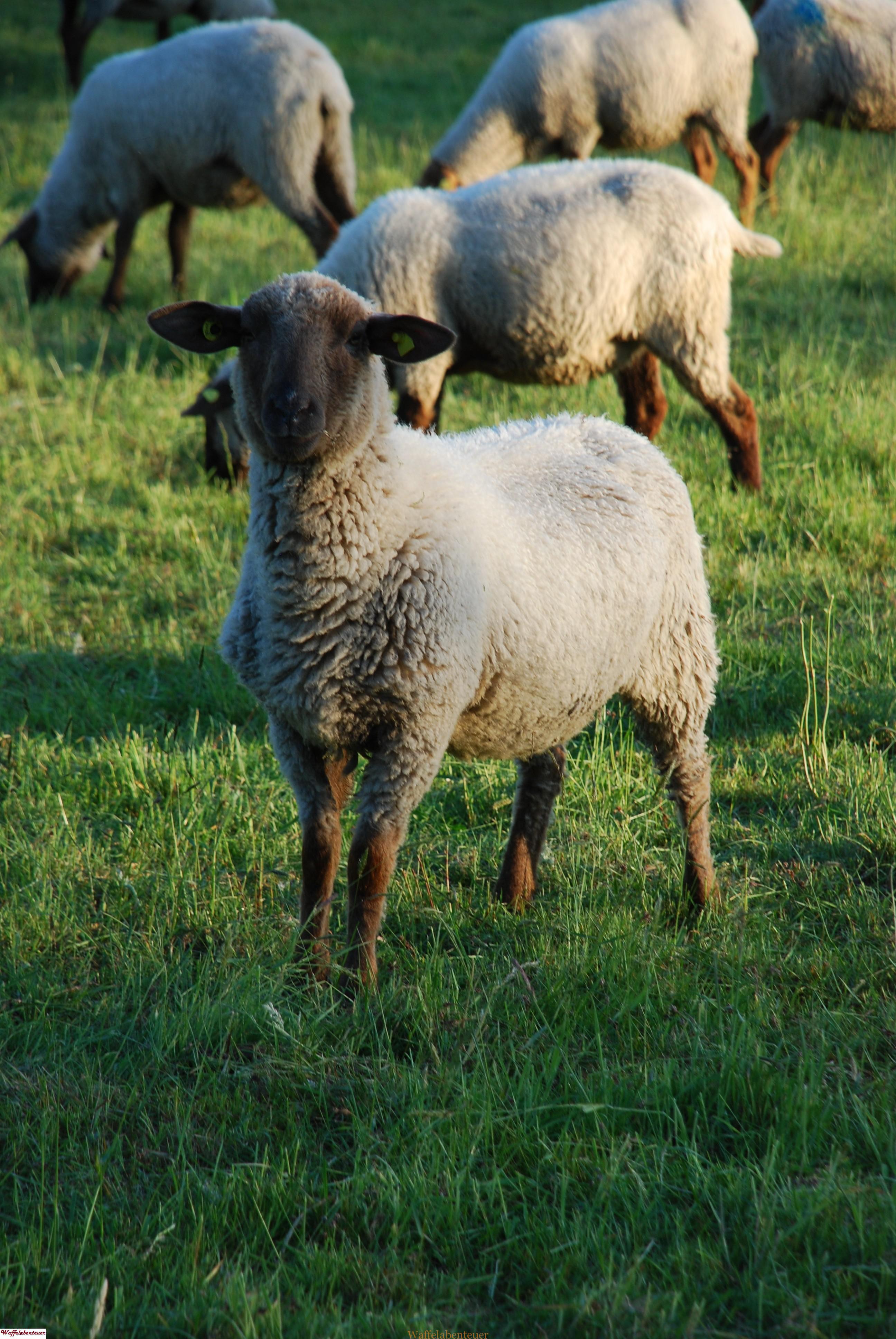 Sybille, das Schäfchen